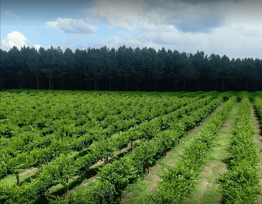 Attractions - Town of Lamar - Lamar, South Carolina